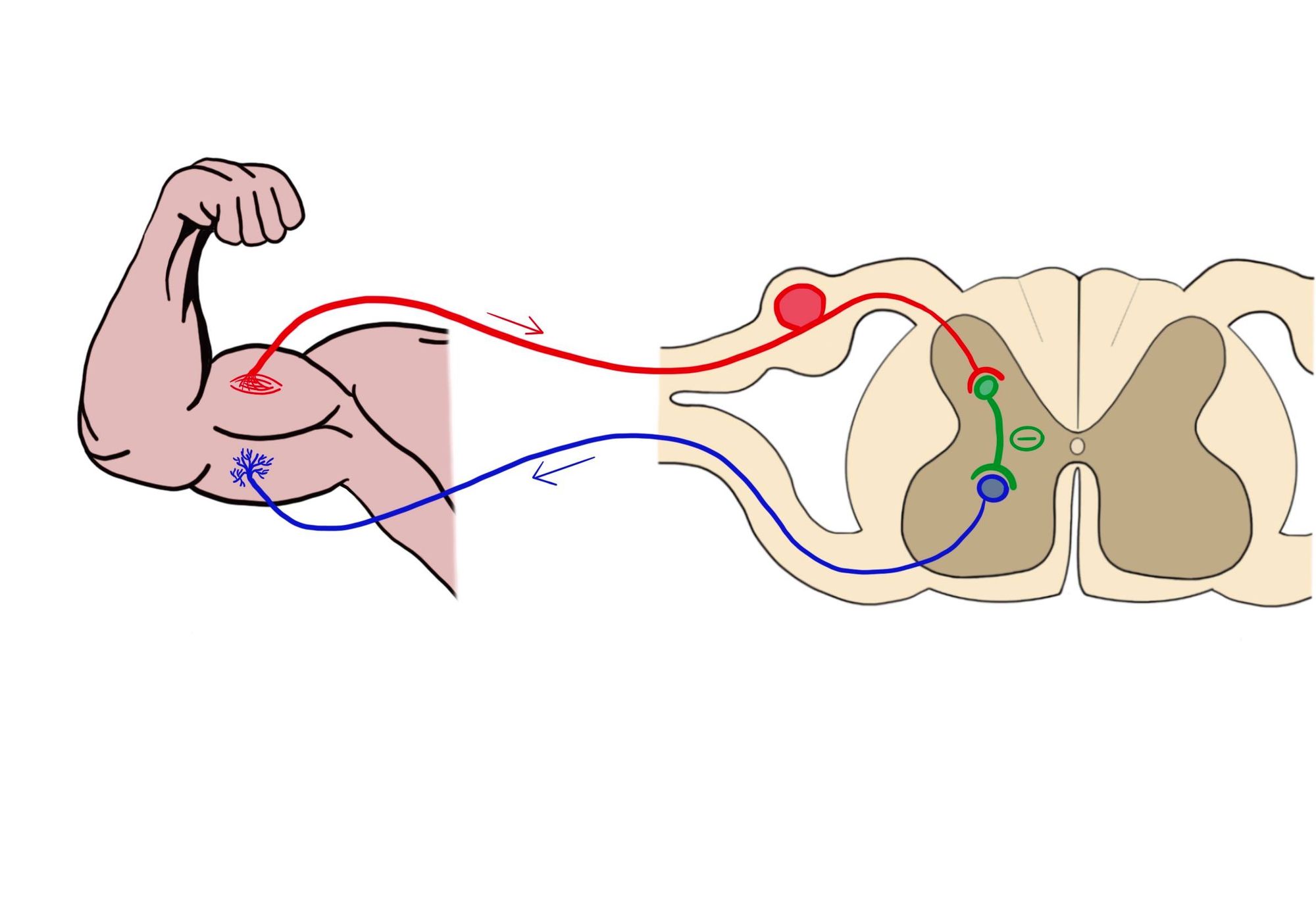 Reciproční inervace
